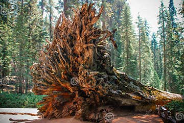 Root of Fallen Giant Sequoia Tree - the Largest Trees on Earth a Stock ...
