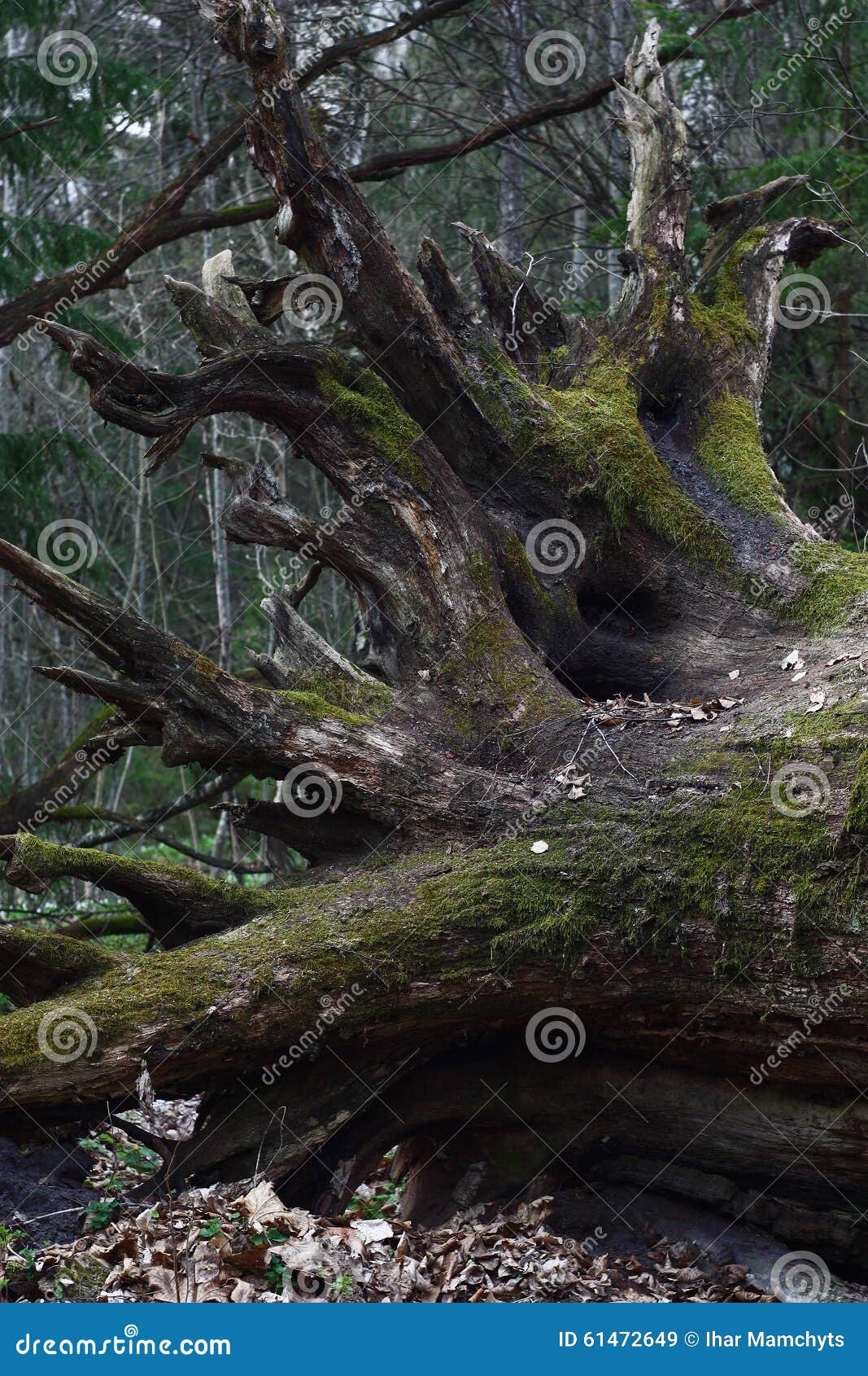 Root of the fallen oak. stock image. Image of root, wood - 61472649