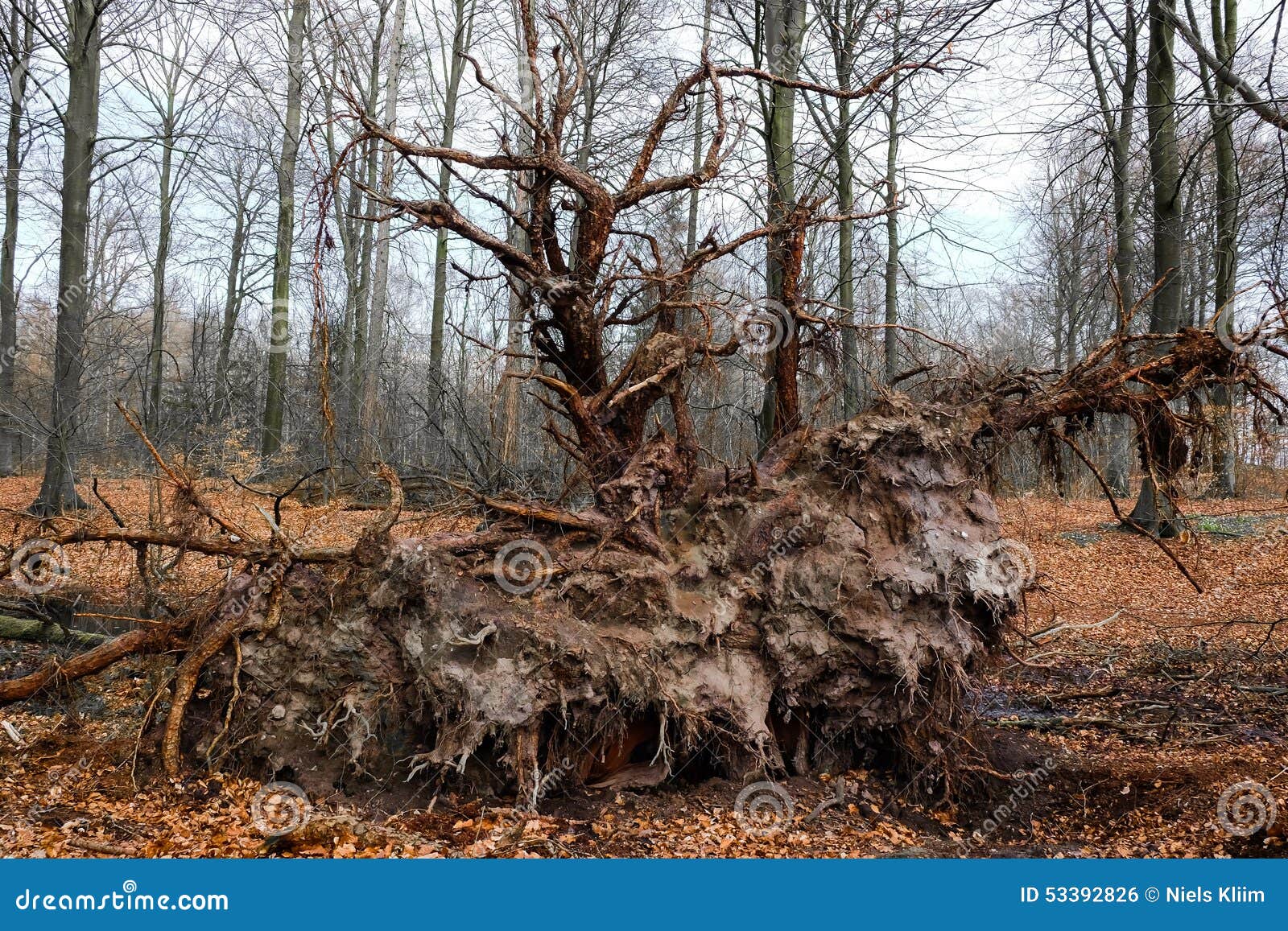 Root of a fallen tree stock photo. Image of landscape - 53392826