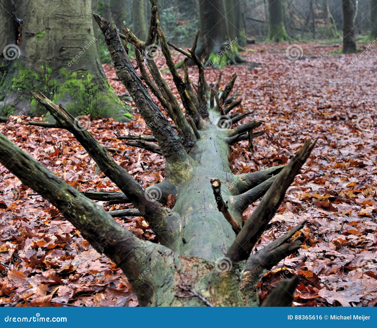 Root of fallen tree stock photo. Image of huge, autumn - 88365616