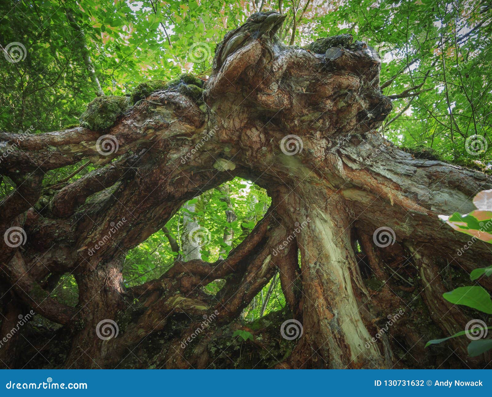 Root of a fallen tree stock photo. Image of moss, bottom - 130731632