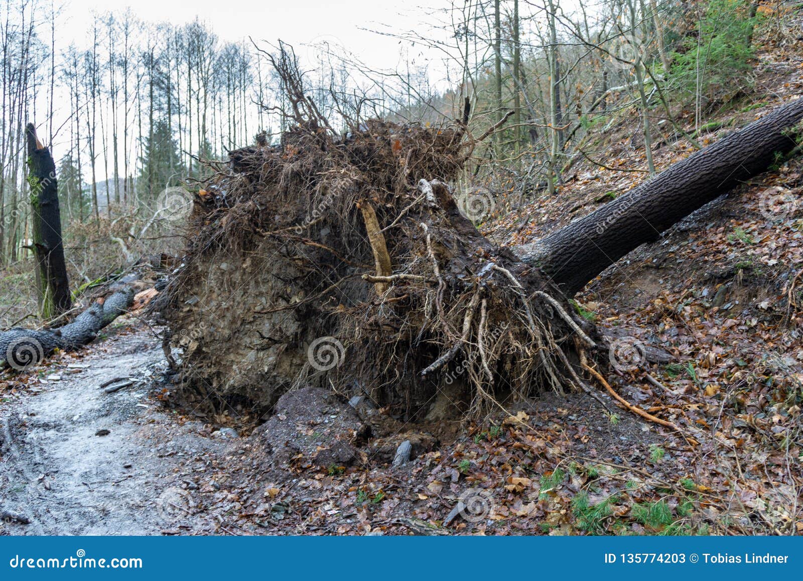 Root of a Fallen Tree after Windfall Stock Image - Image of danger ...