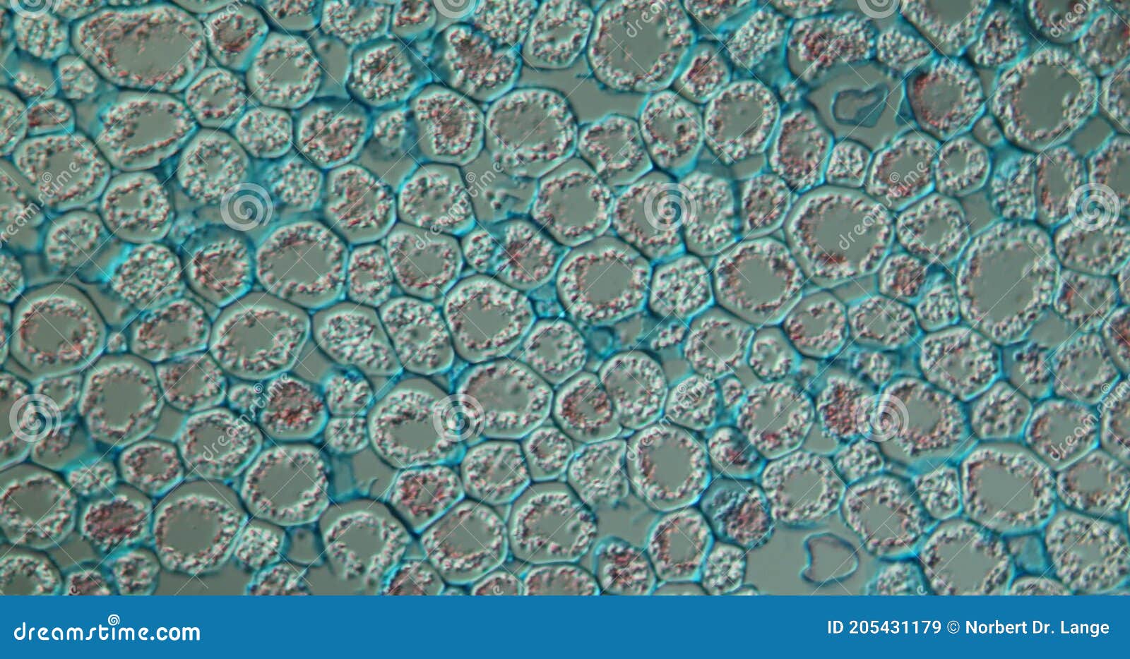 Root of an Fern in Cross Section Stock Video - Video of transmitted ...