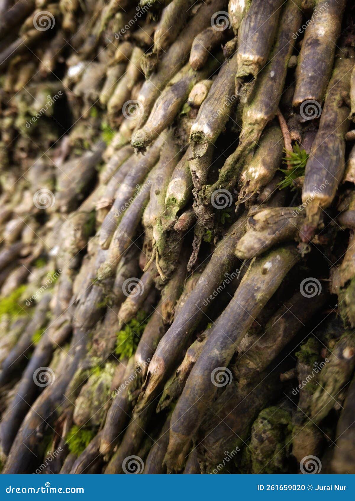 This is the Root Fiber of the Oil Palm Tree. Stock Photo - Image of ...