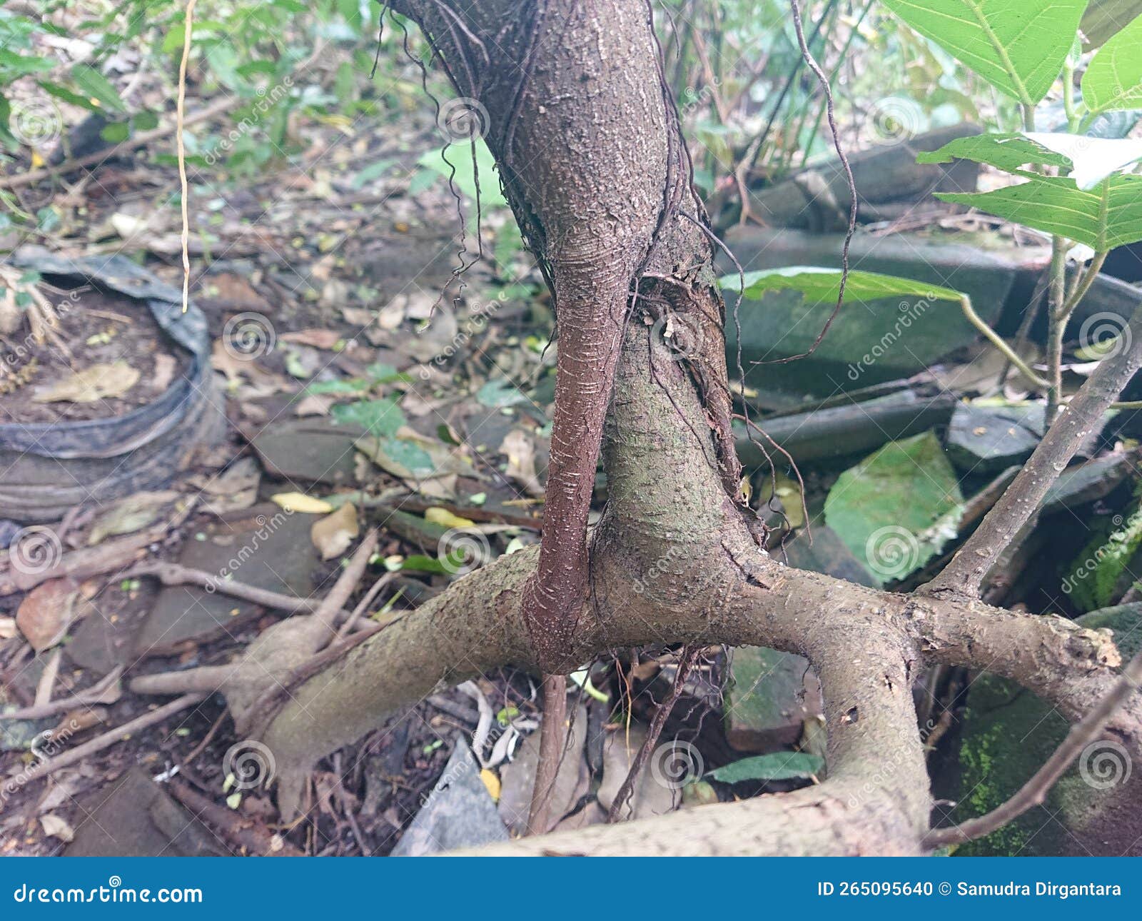 Root of Ficus with Unique Roots Stock Photo - Image of roots, flower ...