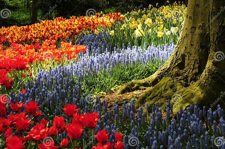 Root and flowers stock image. Image of spring, root, field - 9270893