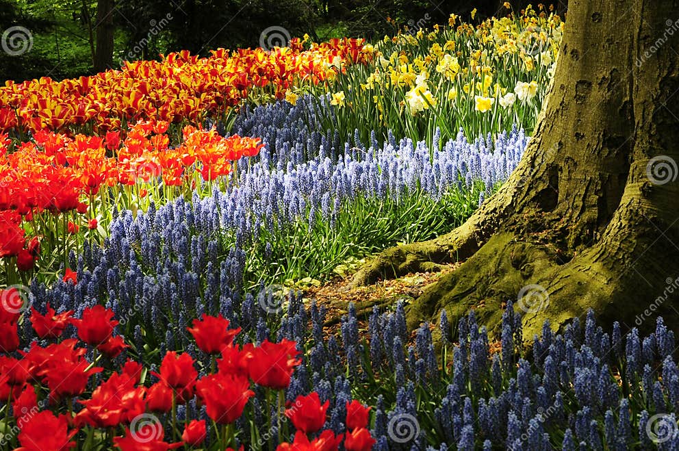 Root and flowers stock image. Image of spring, root, field - 9270893