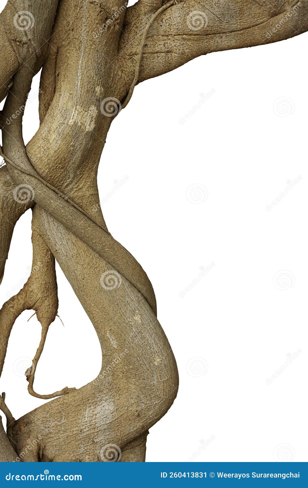 Root Frame on a White Background Stock Illustration - Illustration of ...