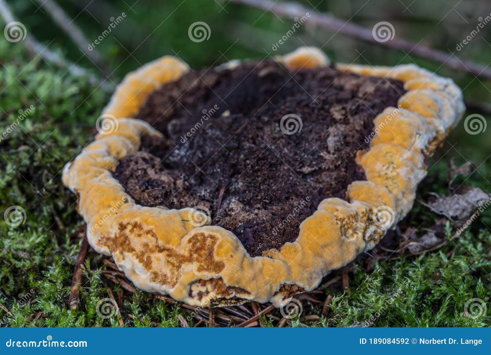 Root fungus on the forest stock photo. Image of tree - 189084592