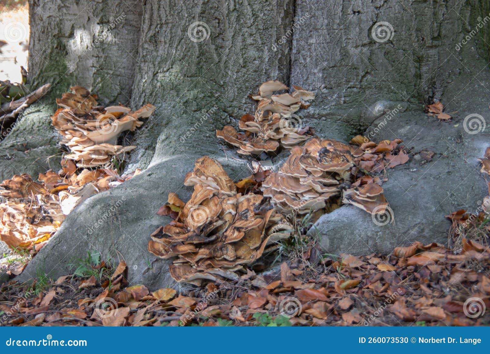 Root fungus on old tree stock photo. Image of decomposer - 260073530