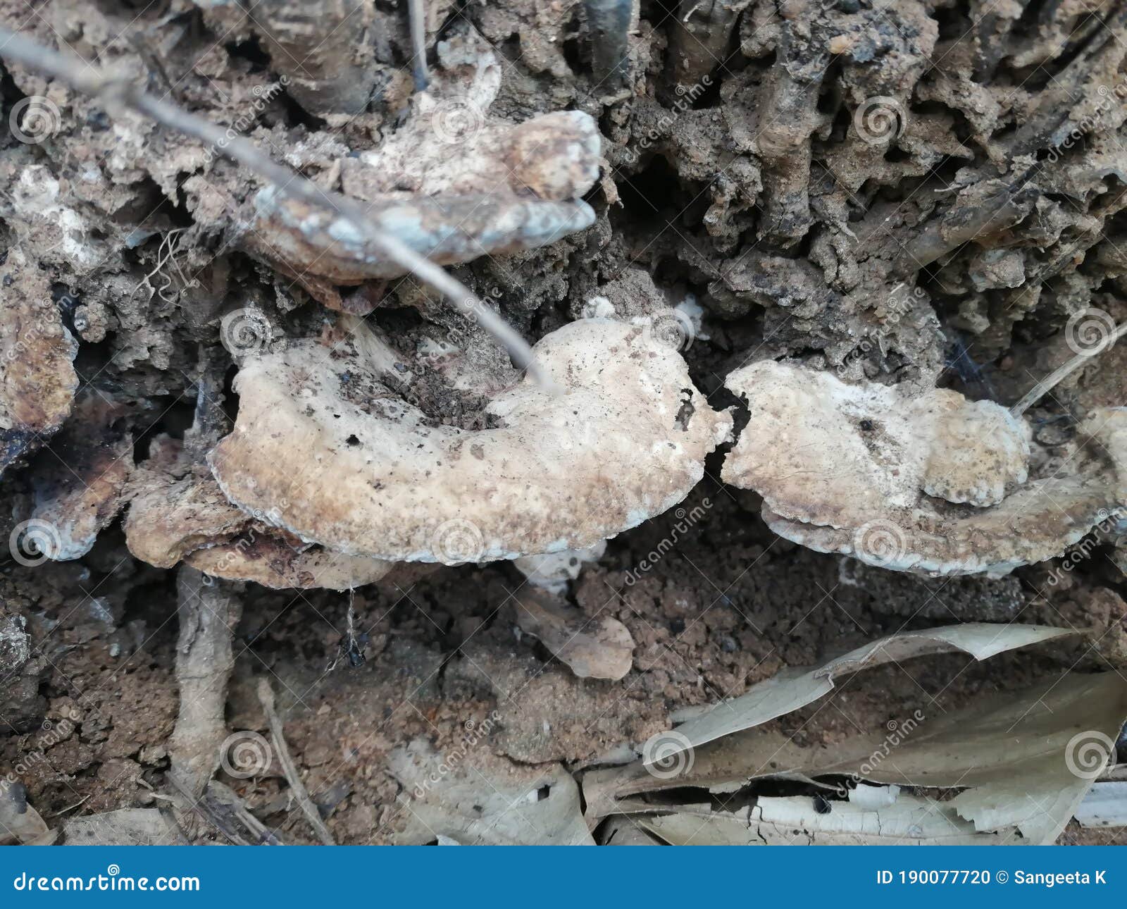 Root Fungus Fungus of Plant Roots Stock Photo - Image of plant, roots ...