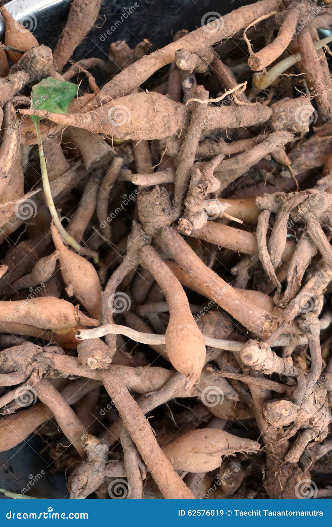 Root of galingale stock image. Image of spice, food, nature - 62576019