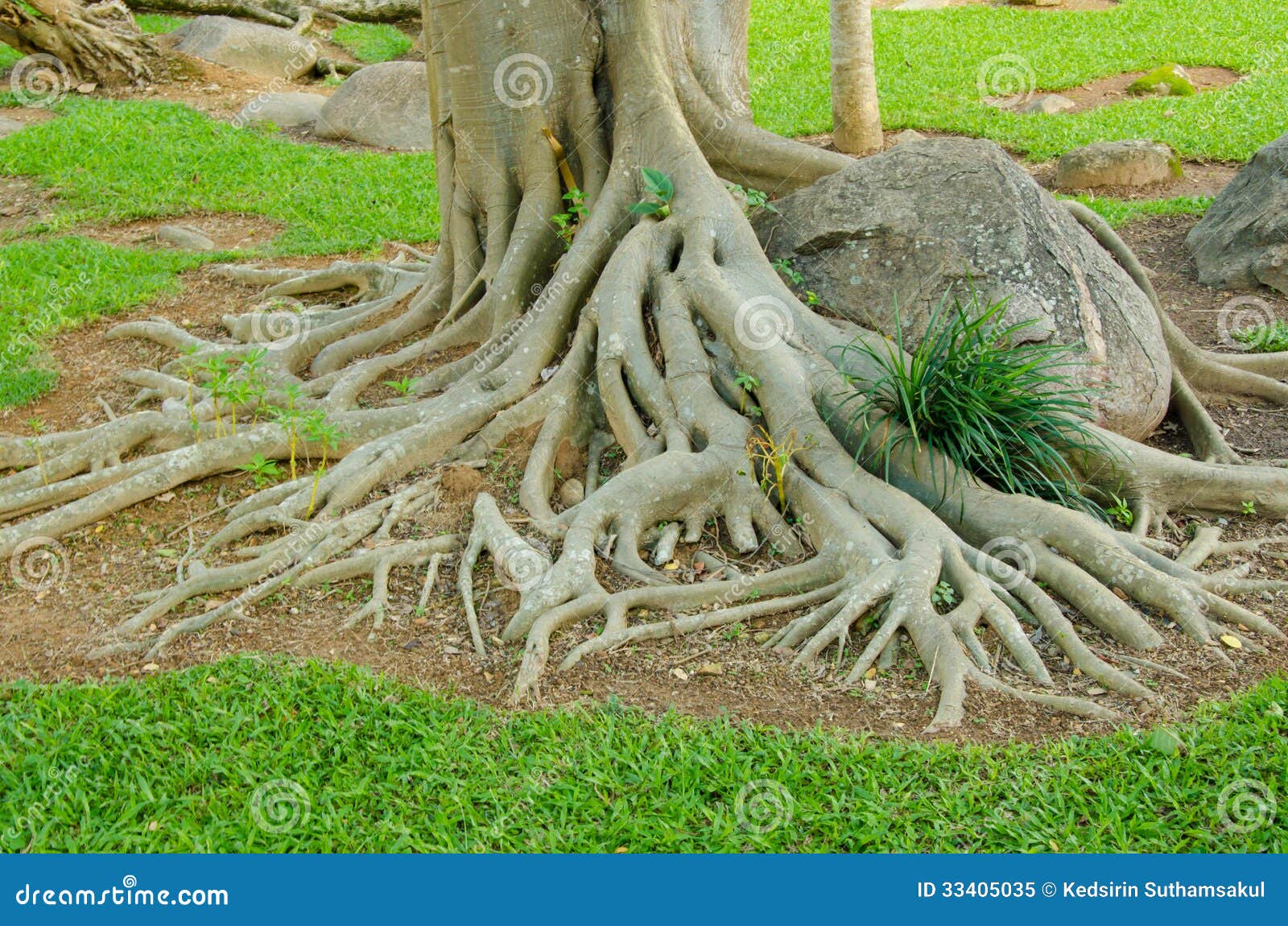 Root in garden stock image. Image of field, root, environmental - 33405035