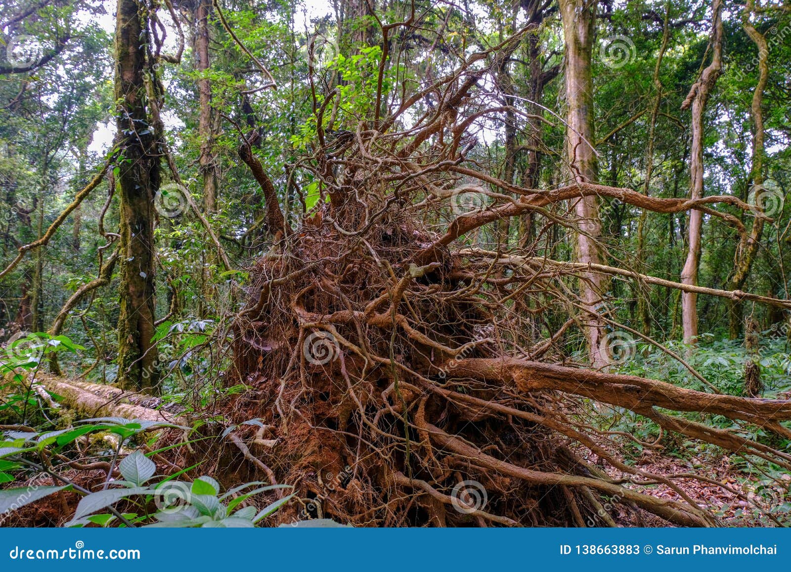 Root of the Giant Fallen Tree in Tropical Rainforest Chiang Mai ...