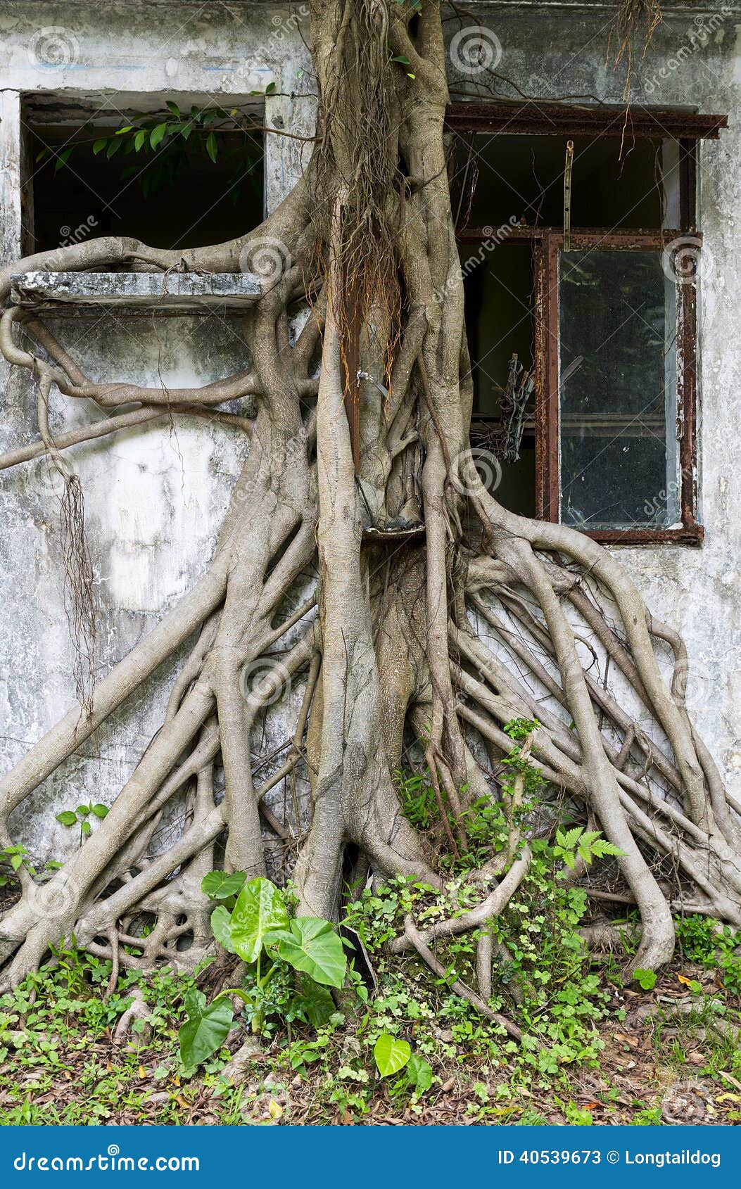 Root Of Old Giant Tree Growing At Vintage Brick Wall Royalty-Free Stock ...