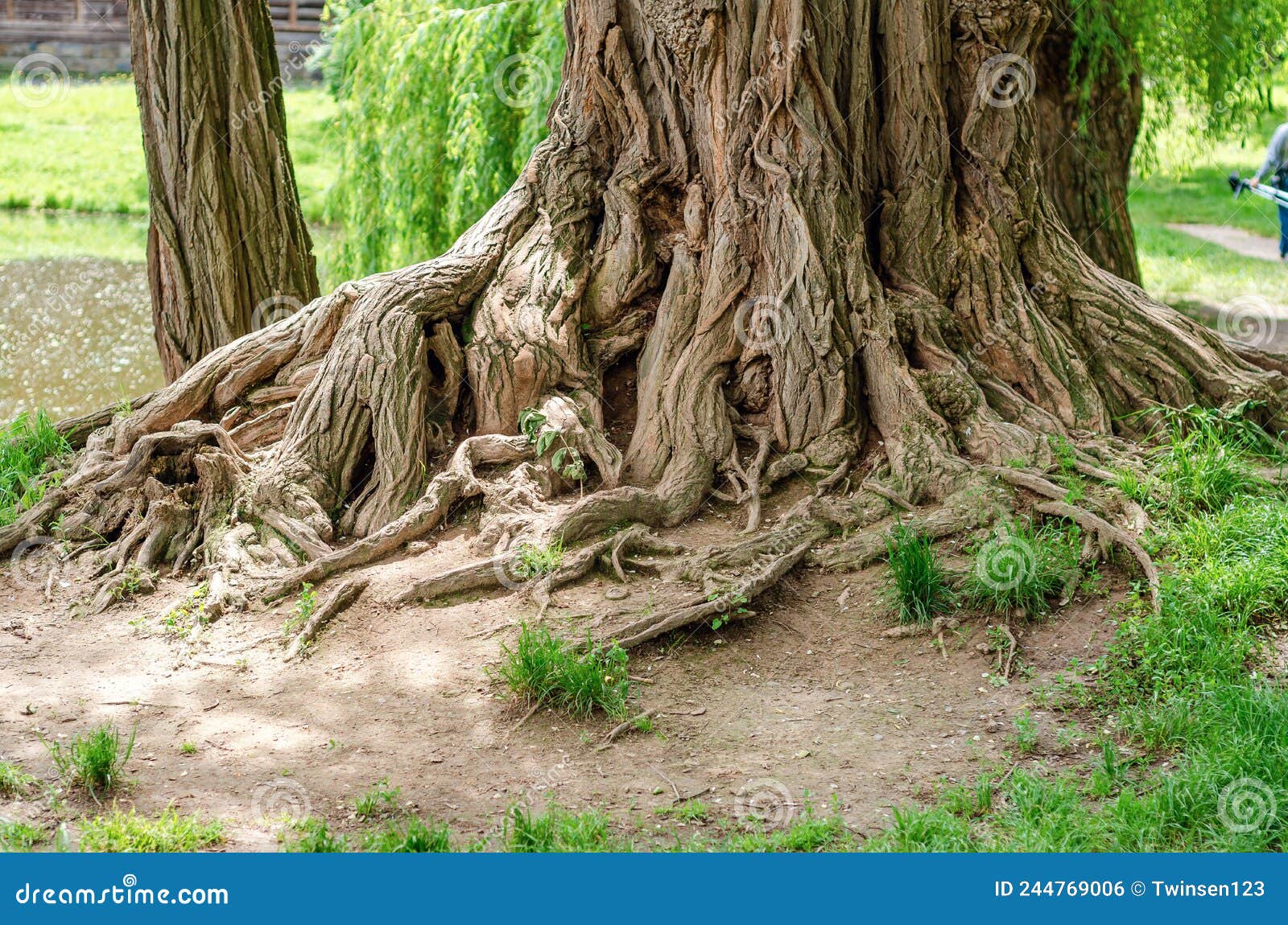 Root Of Old Giant Tree Growing At Vintage Brick Wall Royalty-Free Stock ...