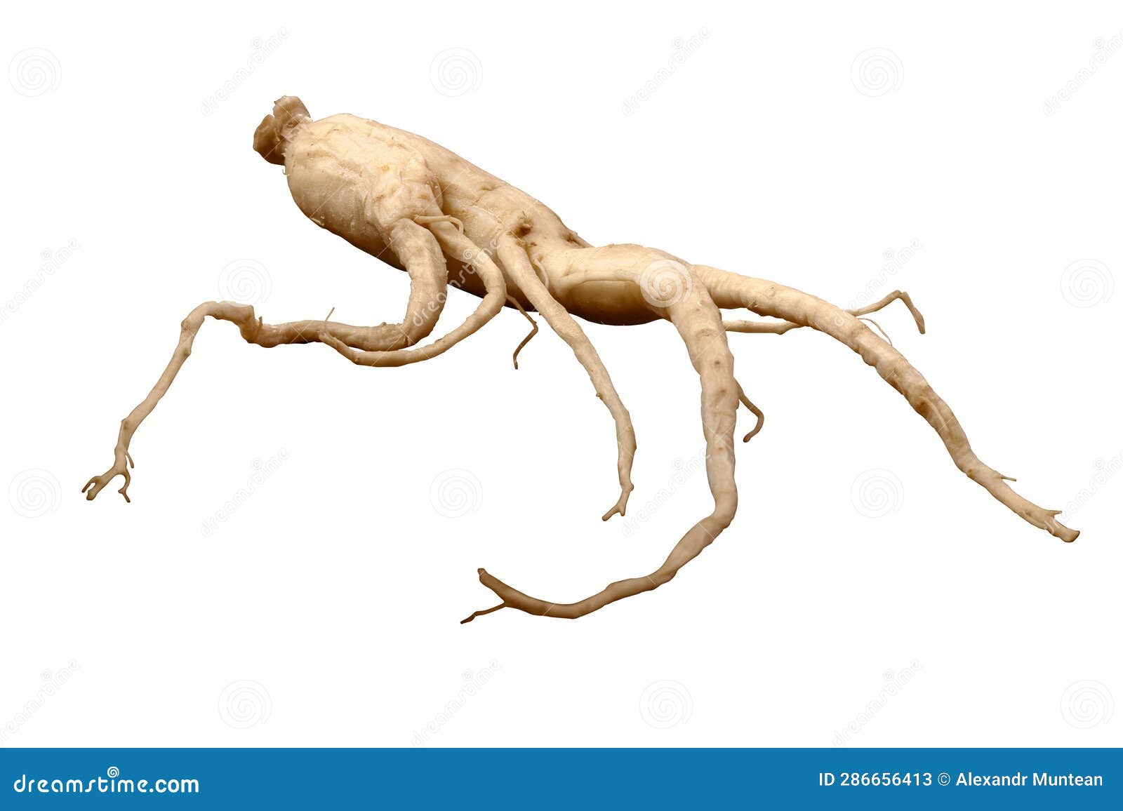 Root ginseng isolated stock image. Image of healthy - 286656413