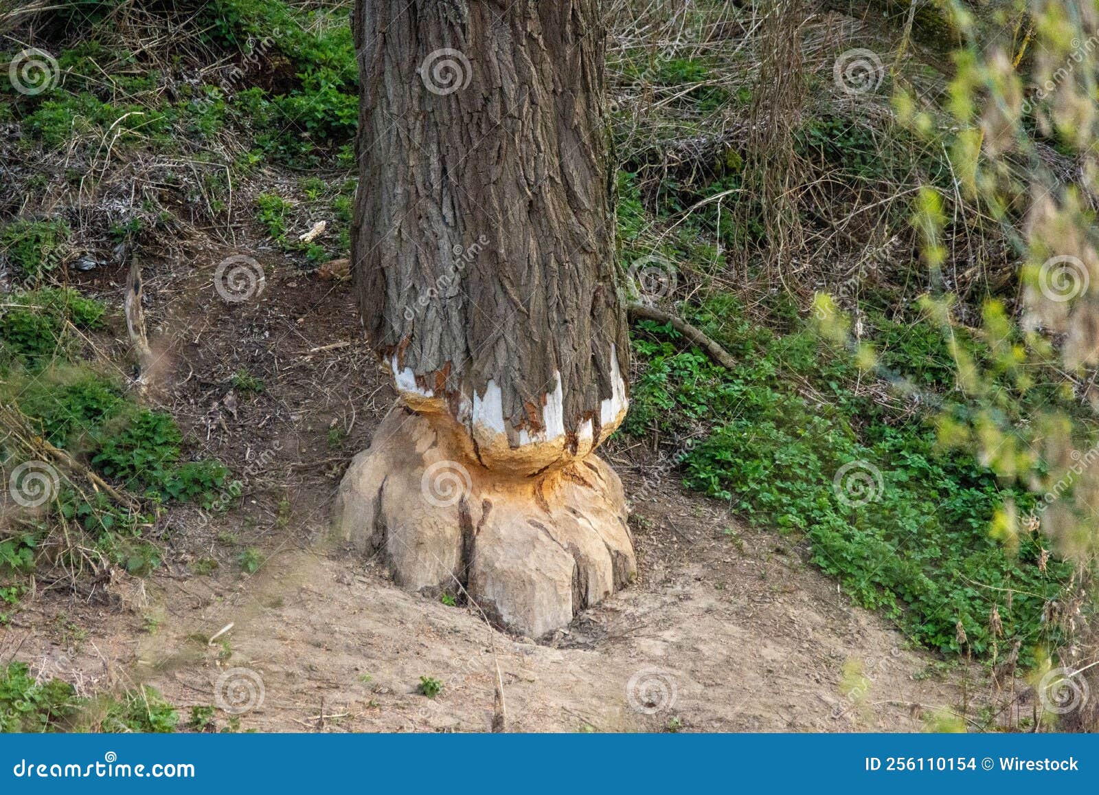 Root of a gnawed tree stock photo. Image of tree, background - 256110154