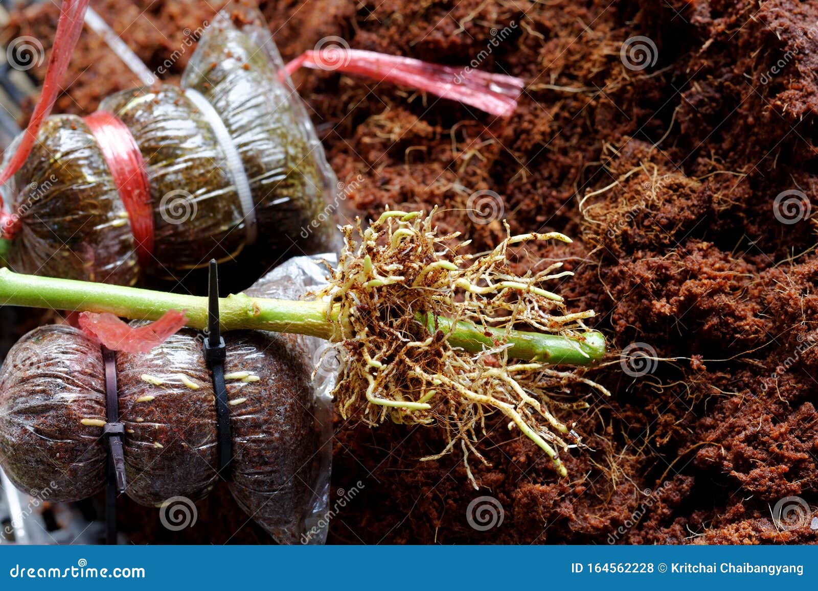 Root from Grafting Lime Tree by Coconut Coir Cover Branch and Strap ...