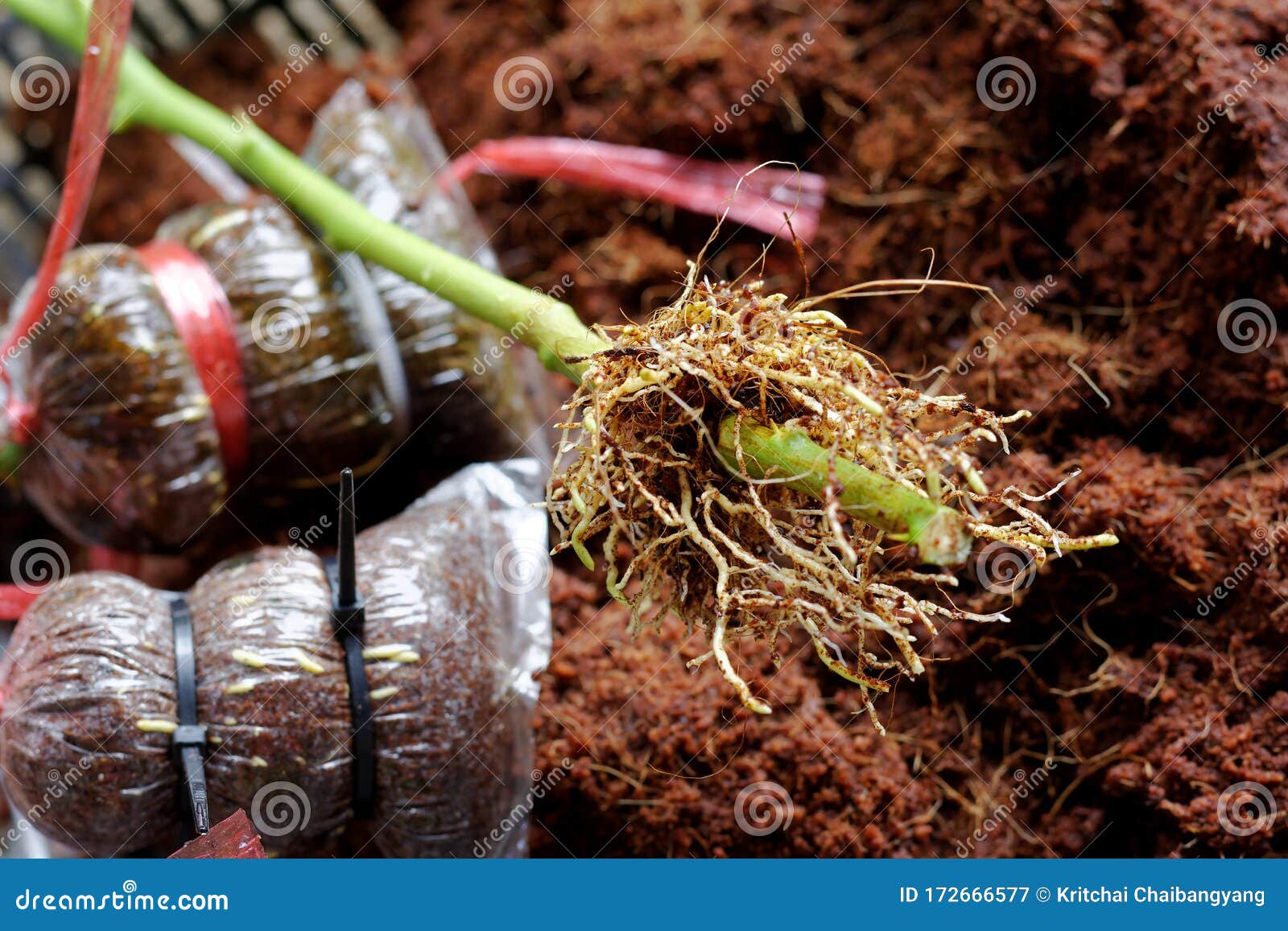 Root After Grafting Tree.Coconut Coir Cover Lemon Branch Royalty-Free ...
