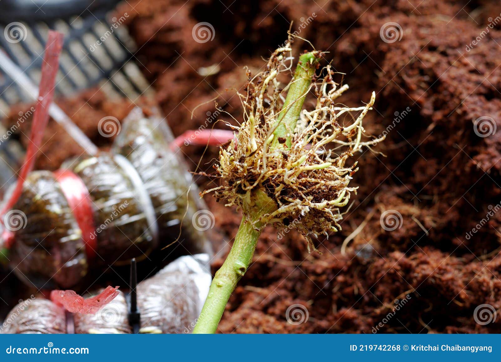 Root from Grafting Lime Tree by Coconut Coir Cover Branch and Strap ...