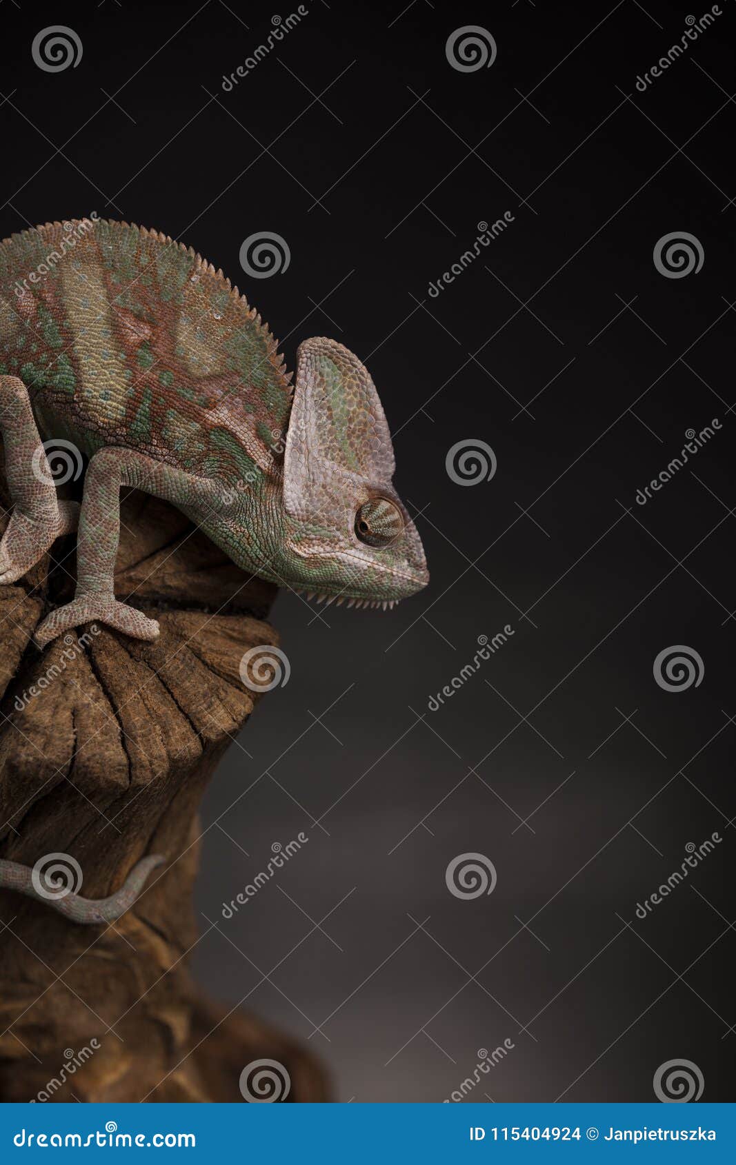 Green Chameleon on the Root, Lizard, Black Background Stock Photo ...