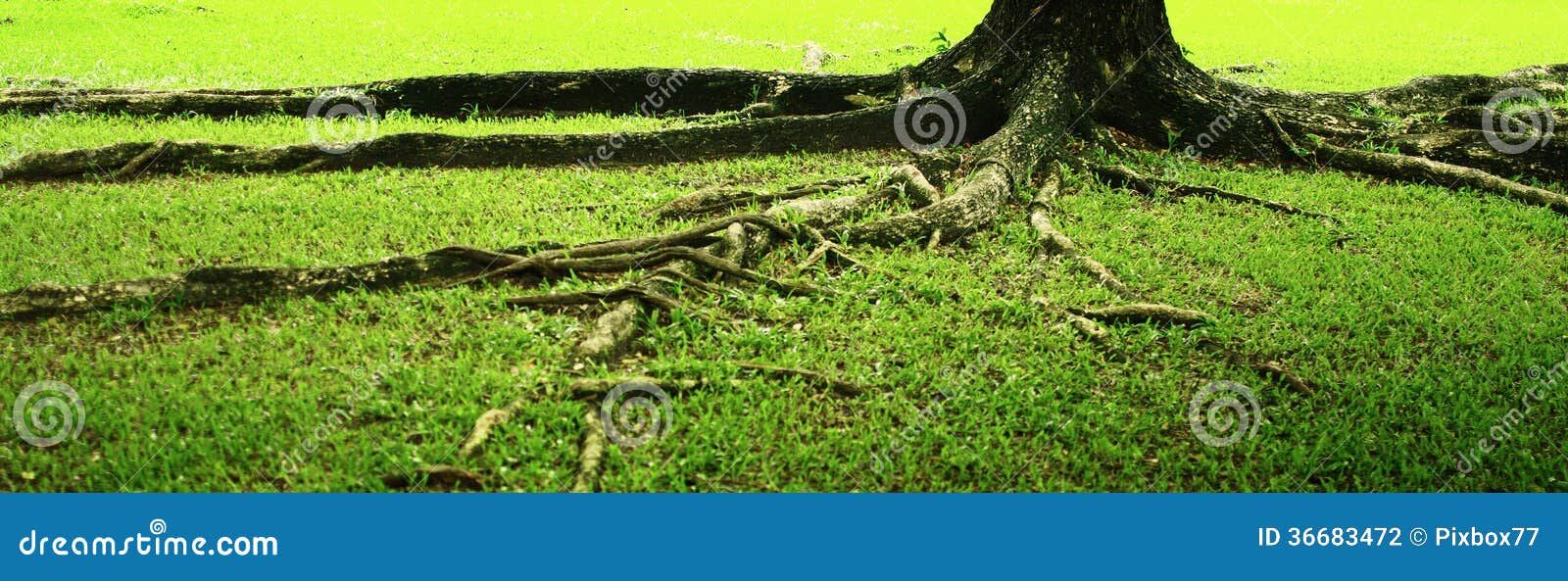 Root and green grass stock photo. Image of background - 36683472