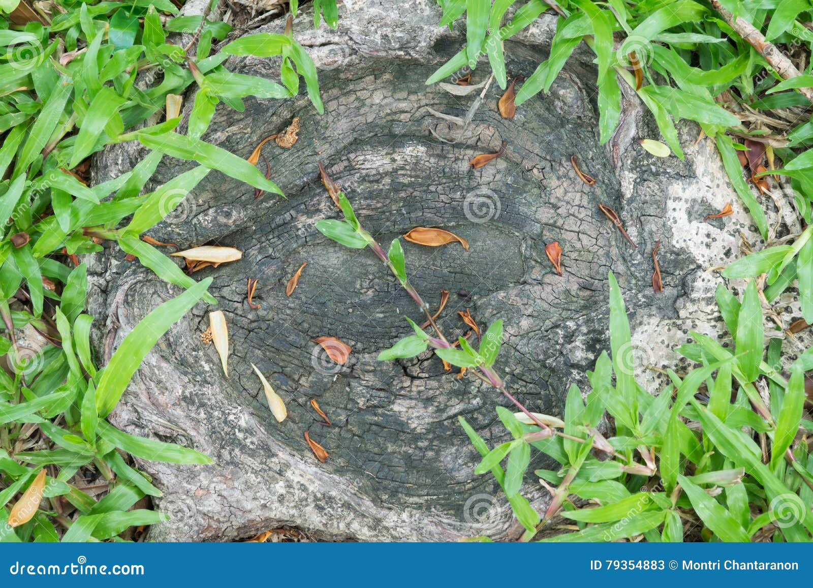 Root on the Ground in the Garden with Green Grass Stock Image - Image ...