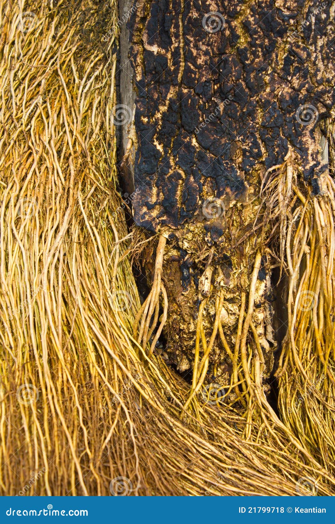 Root hairs on the stem. stock photo. Image of ground - 21799718