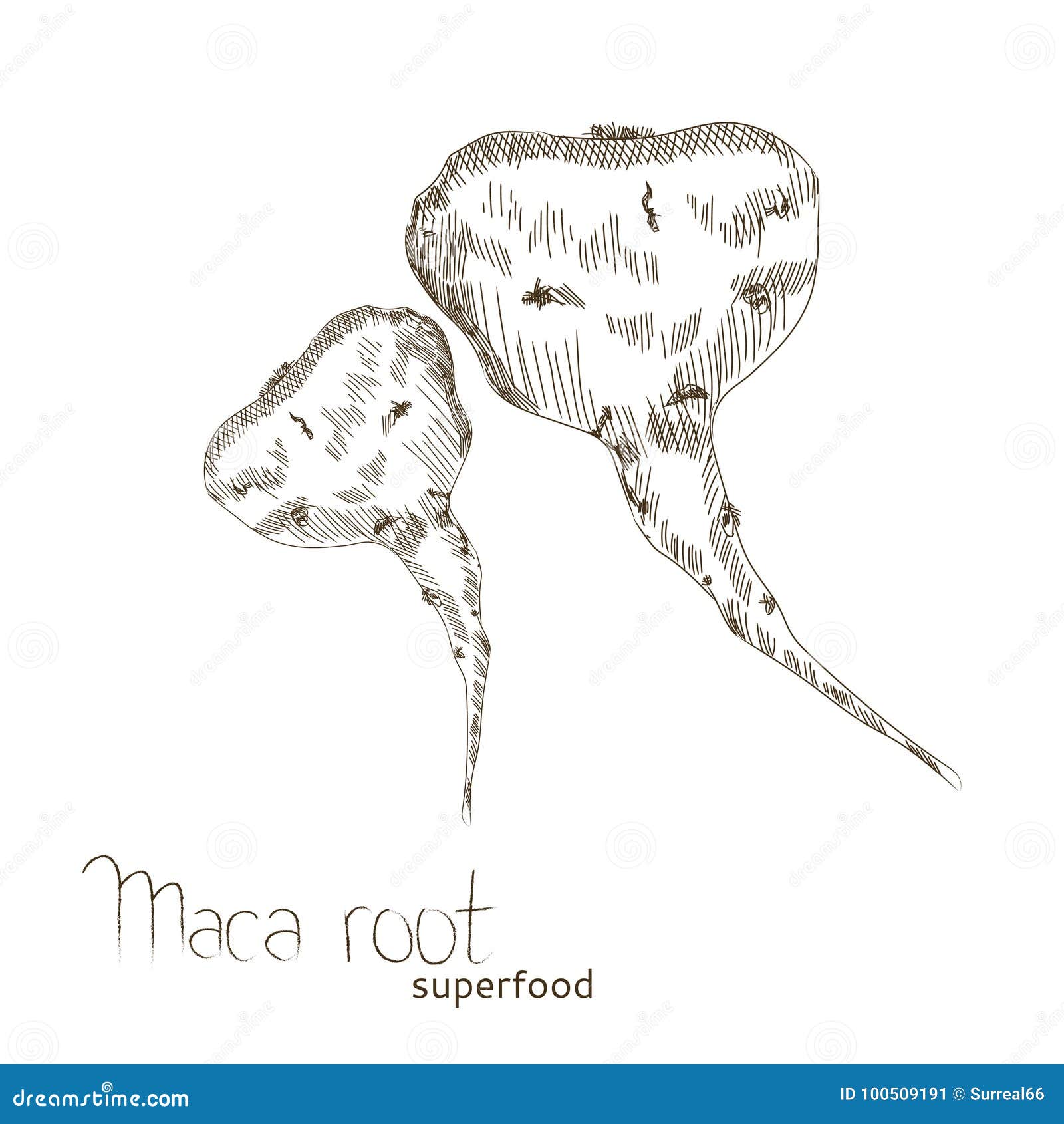 Maca Root Vector Illustration. Stock Vector - Illustration of organic ...