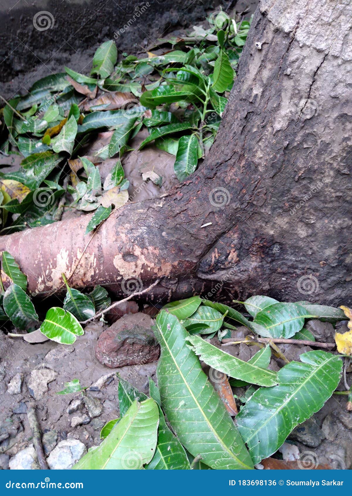 A Root of a Huge Mango Tree Coming Out Due To Cyclone Stock Photo ...