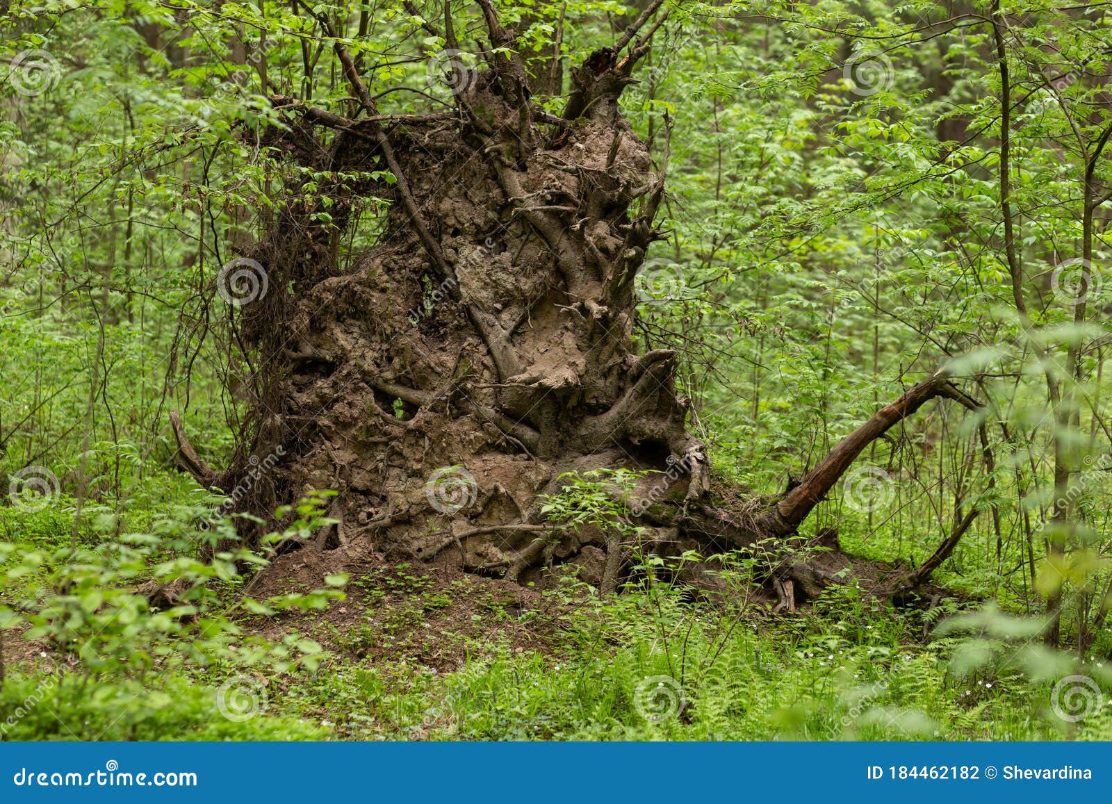 Root of a Large Fallen Tree in the Forest Stock Photo - Image of beauty ...