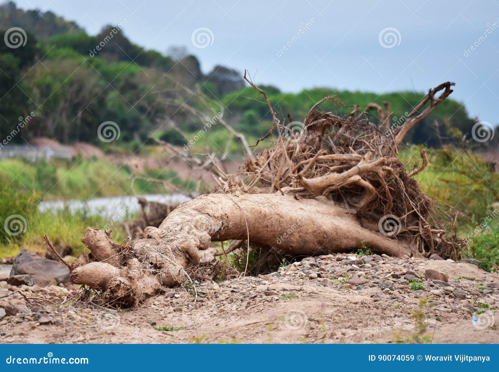 Root large stock image. Image of protruding, stem, garden - 90074059