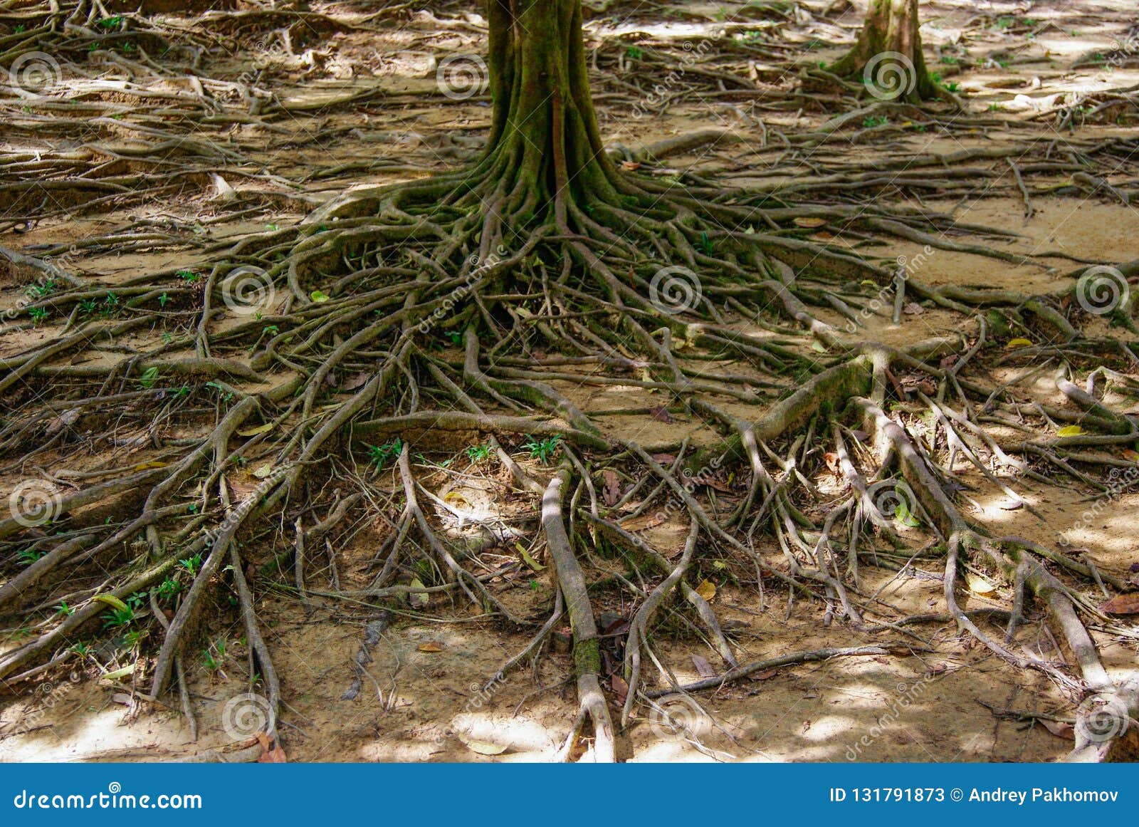 The Root of a Large Tree Fluttering on the Ground. Unusual Plant Roots ...