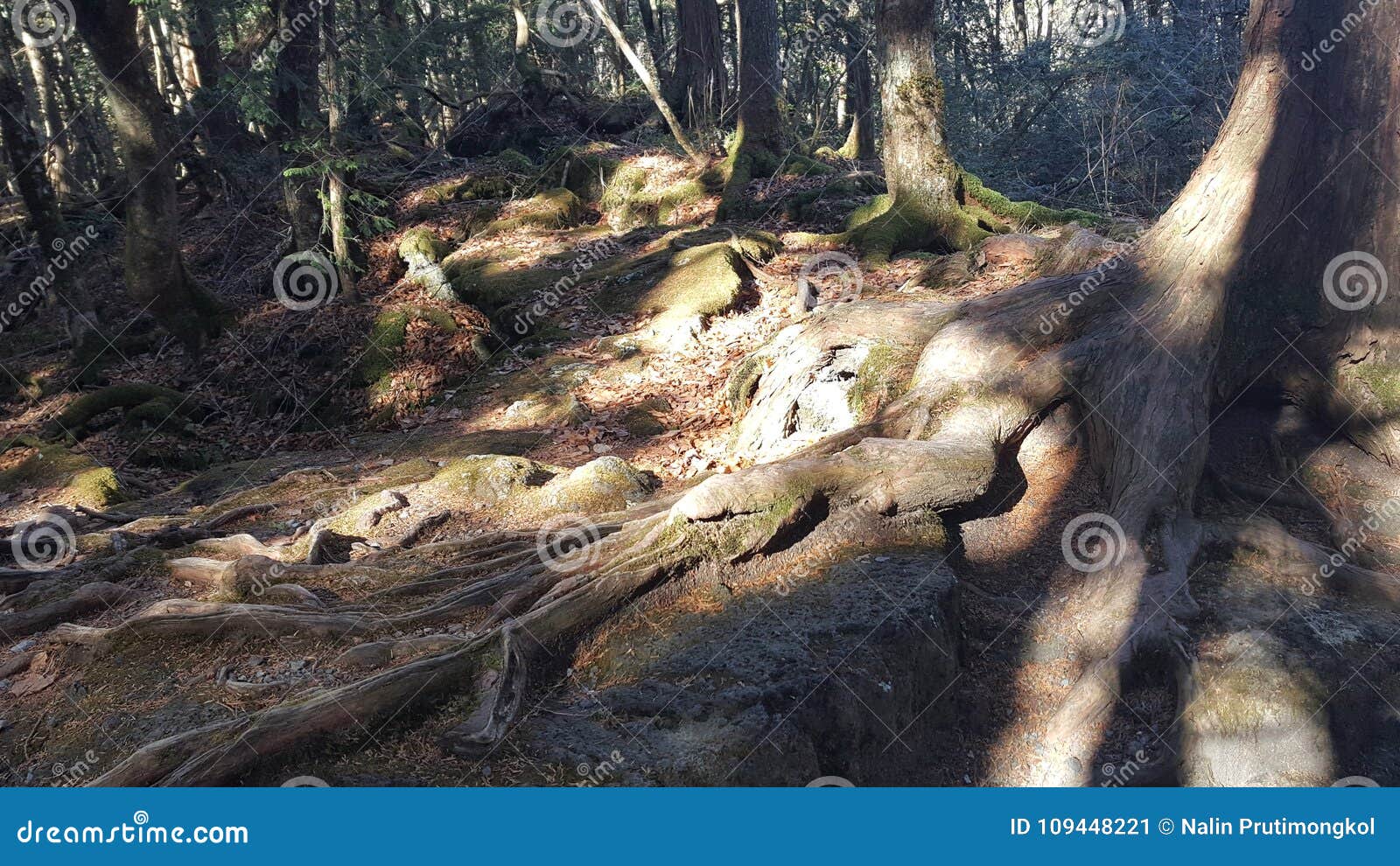 The Root of Large Tree in the Forest Stock Image - Image of landscape ...