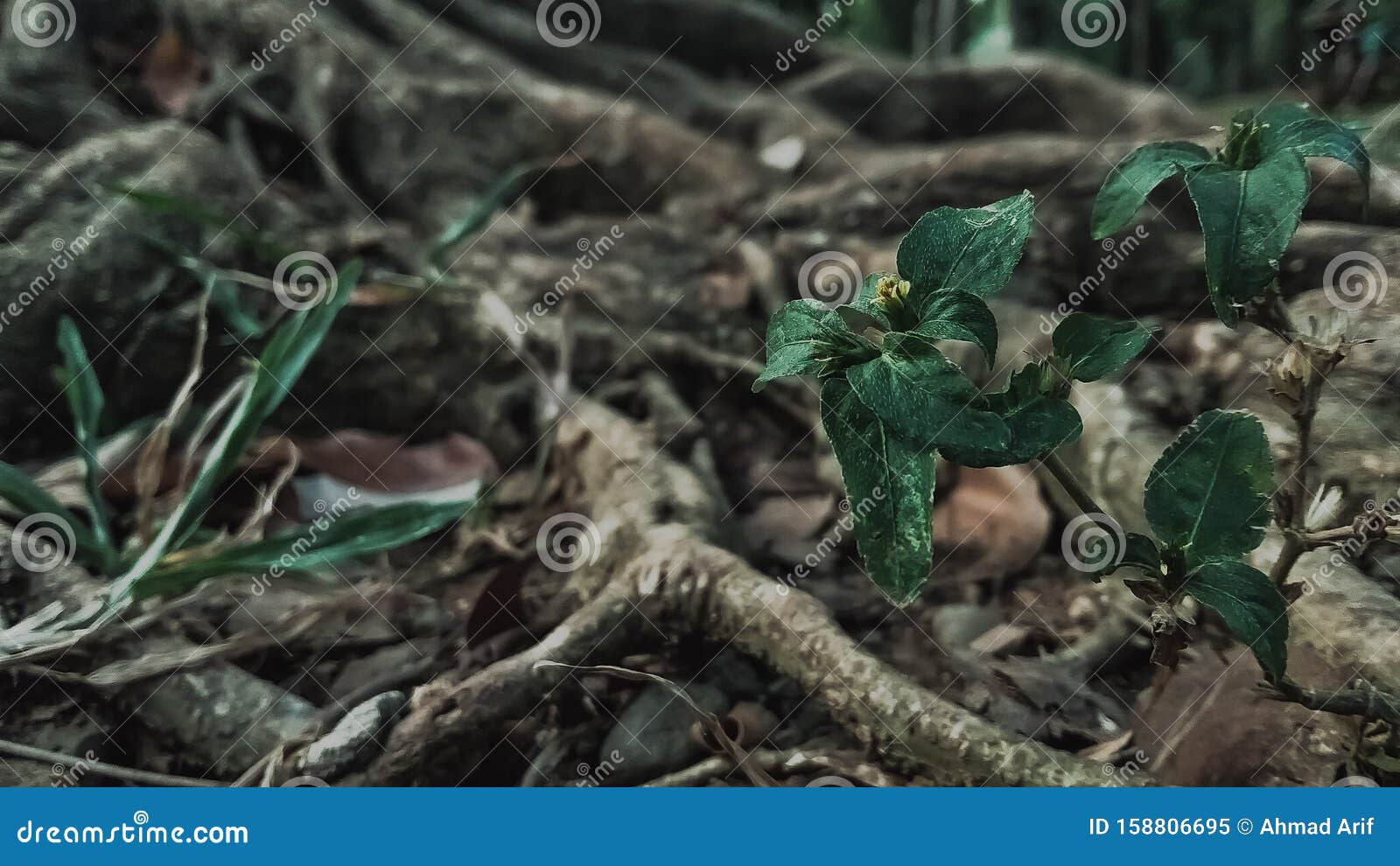 Root of life stock image. Image of plants, root, forest - 158806695