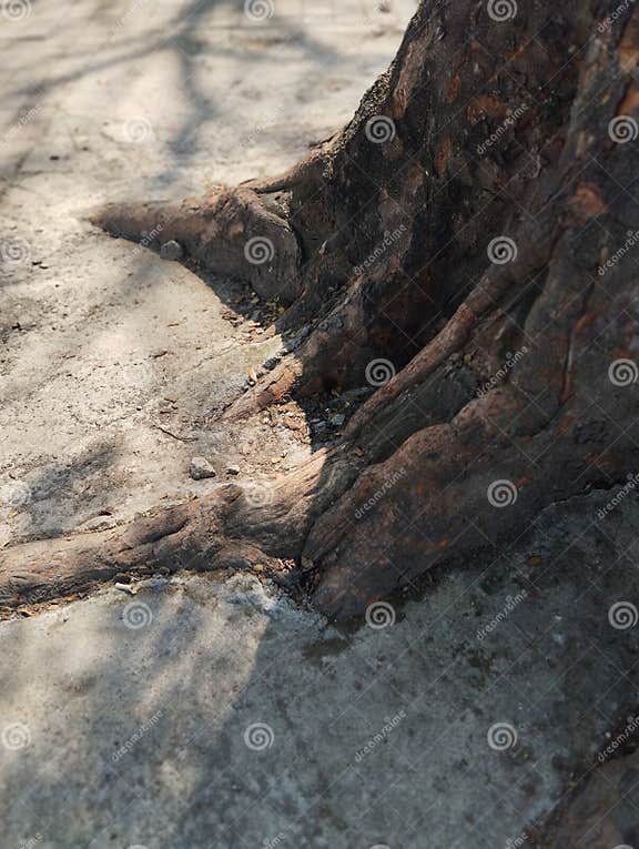 Root of life tree stock photo. Image of great, life - 331636608