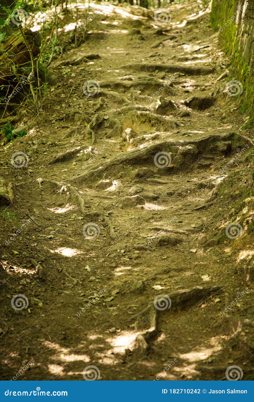Root line pathway stock photo. Image of beauty, outdoor - 182710242