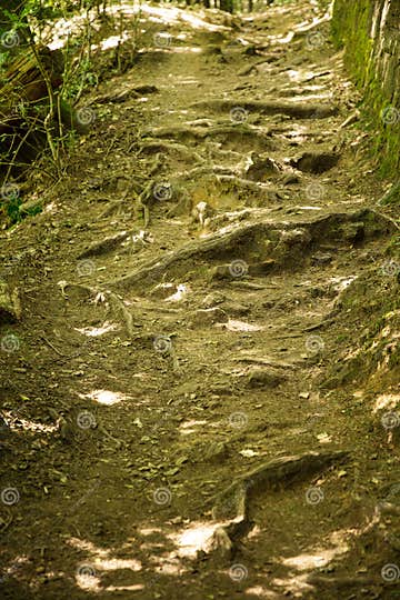 Root line pathway stock photo. Image of beauty, outdoor - 182710242