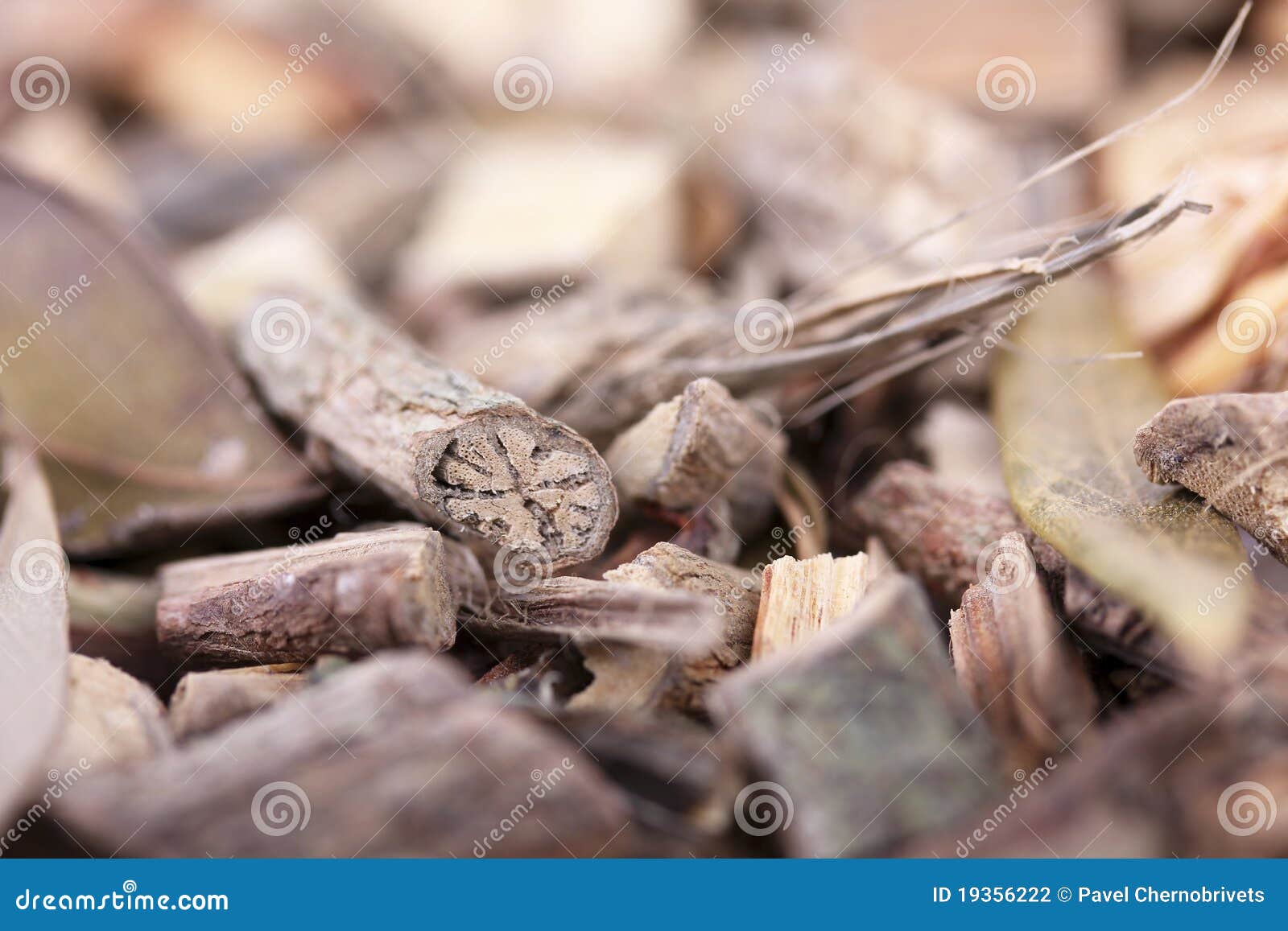 Root for Mamajuana, Caribbean Aphrodisiac Stock Photo - Image of plant ...