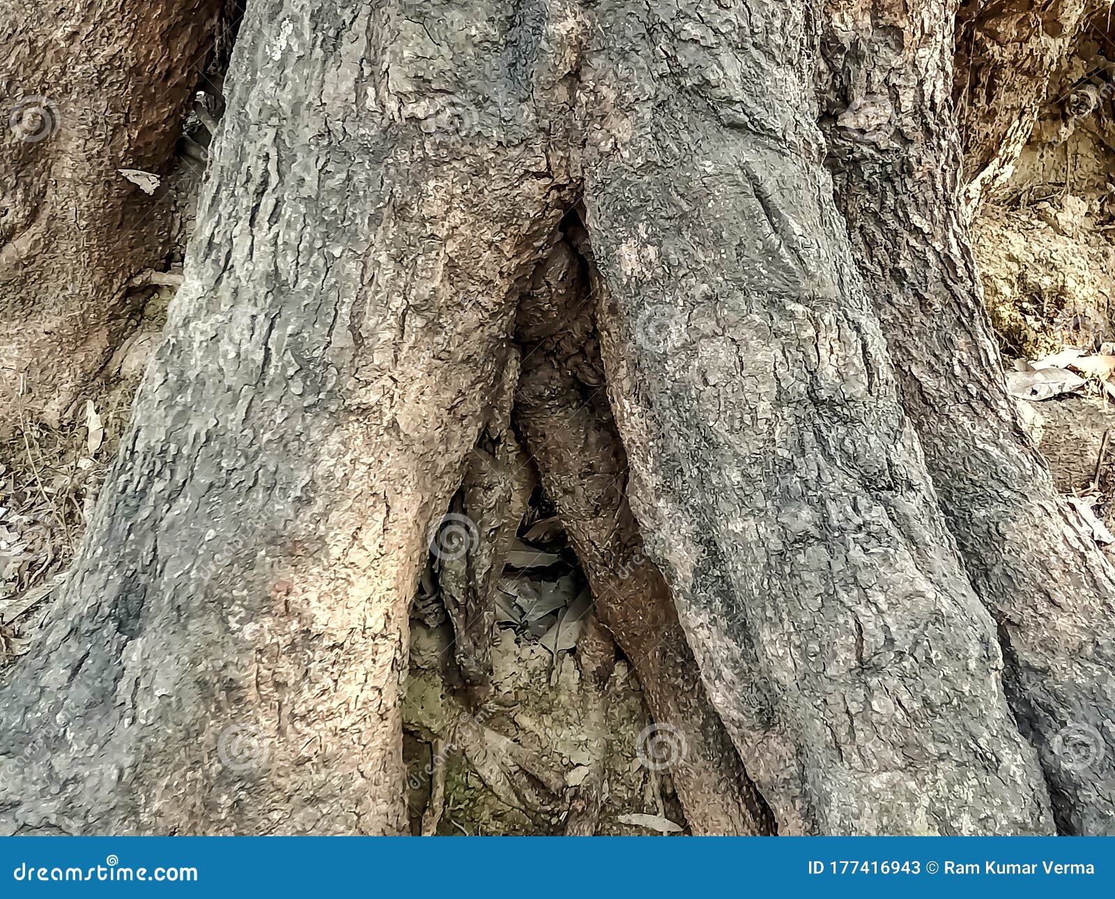 Root of Mango Tree Image India Stock Image - Image of mango, india ...