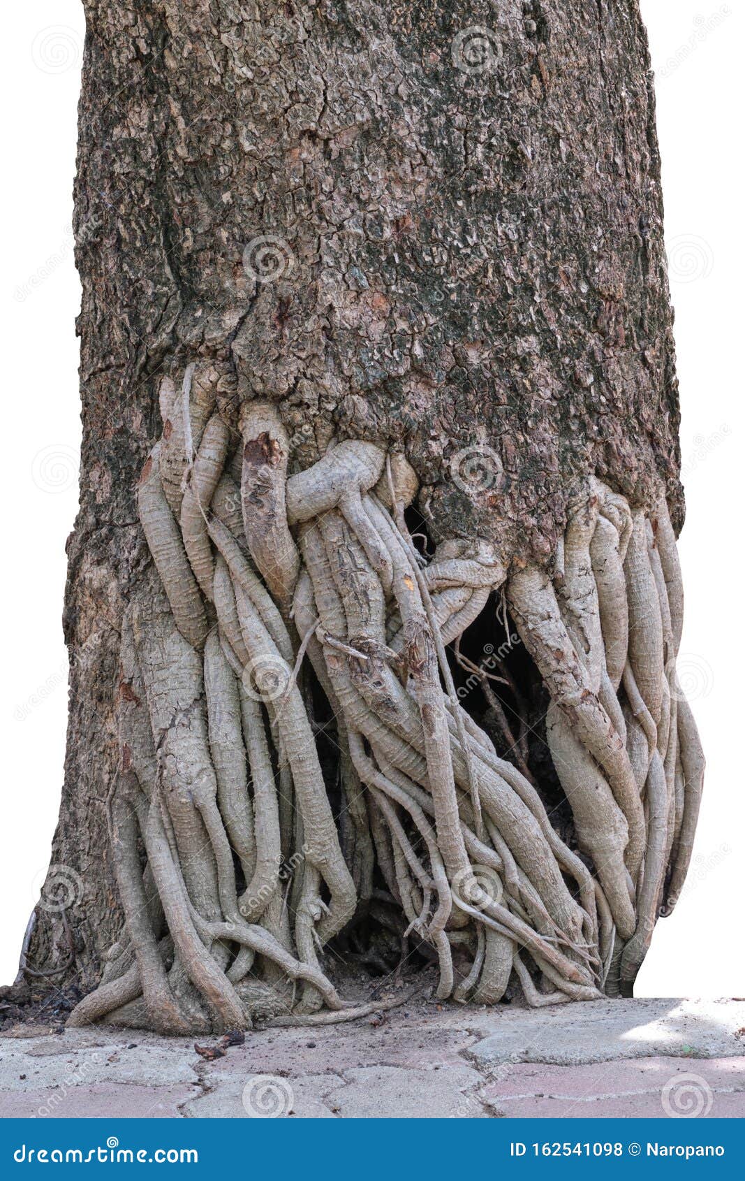 Root of Mango Tree Isolated on White Background. Clipping Path Stock ...