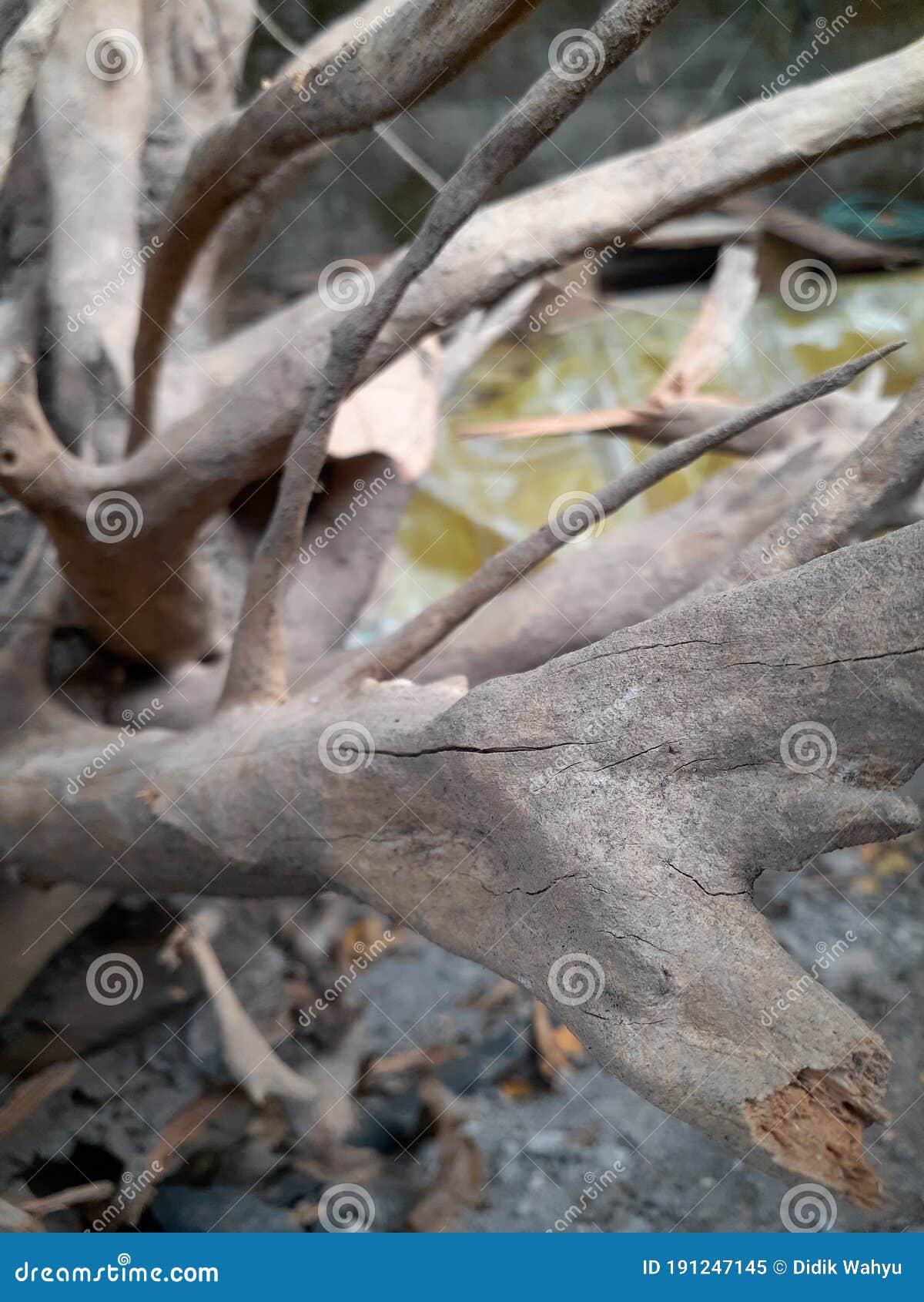 A Root of a Mango Tree Plant Stock Image - Image of wildlife, tree ...