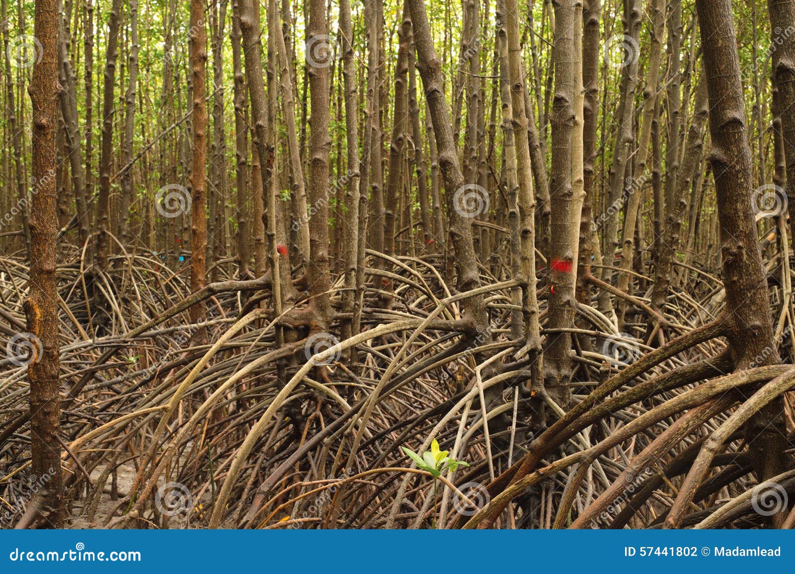Root of Mangrove Tree in Swamp Stock Photo - Image of nature, natural ...