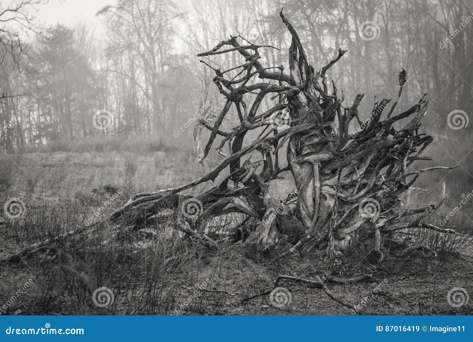 Root Mass of a Fallen Tree stock image. Image of rainy - 87016419
