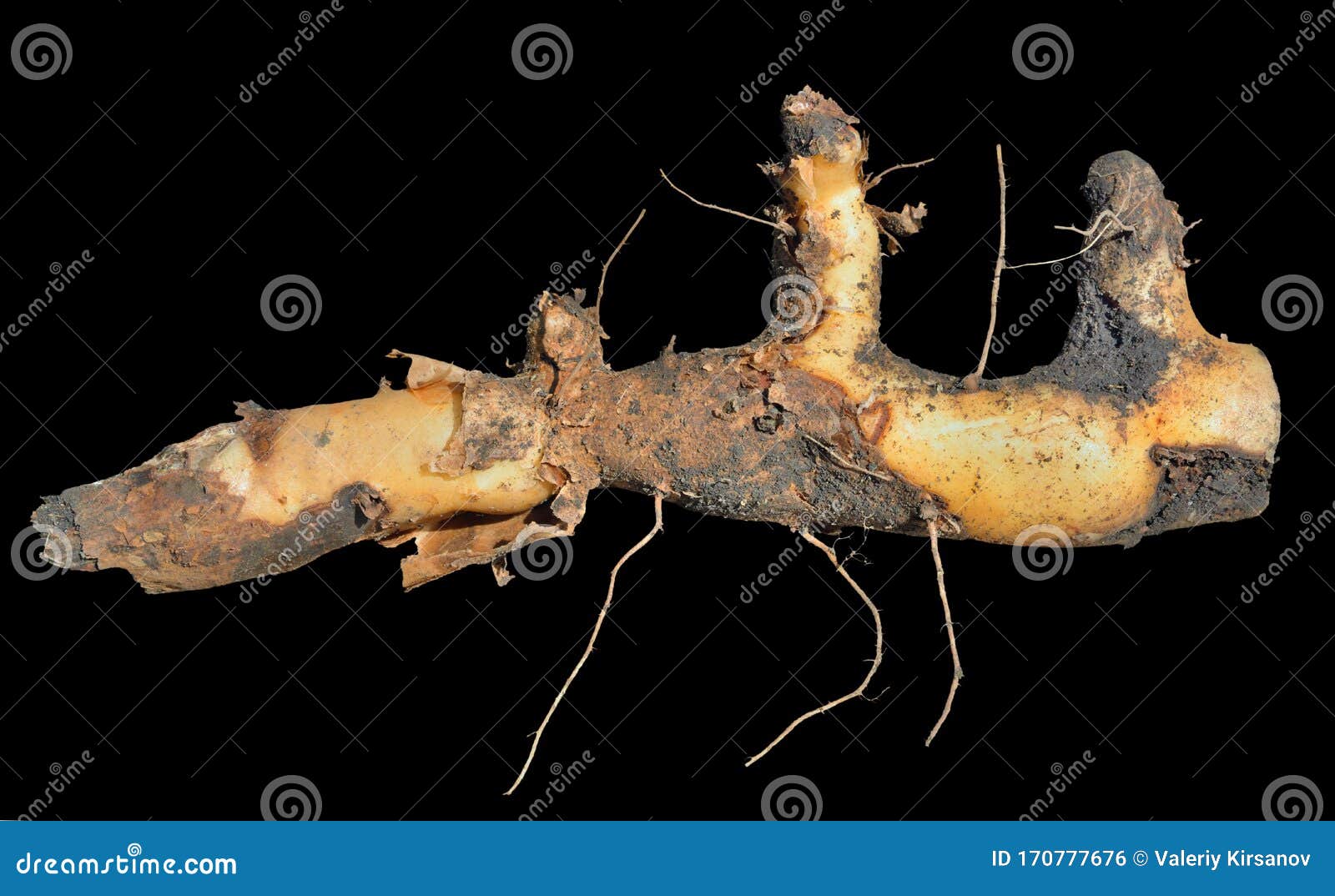 Root of Medicinal Plant Dioscorea Nipponica 14 Stock Photo - Image of ...