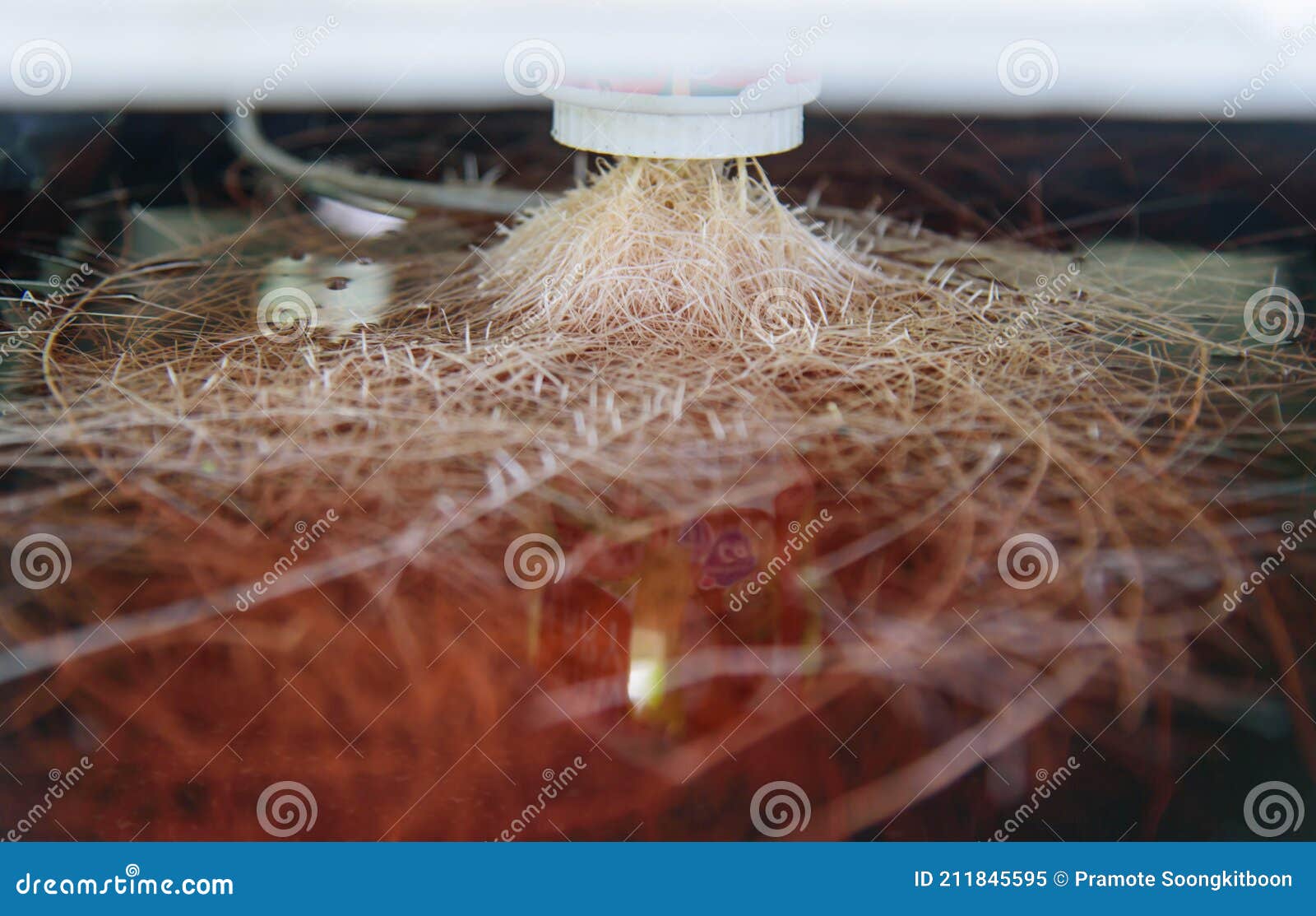 Root of Melon Tree in the Water Bin of Hydroponics System Stock Image ...