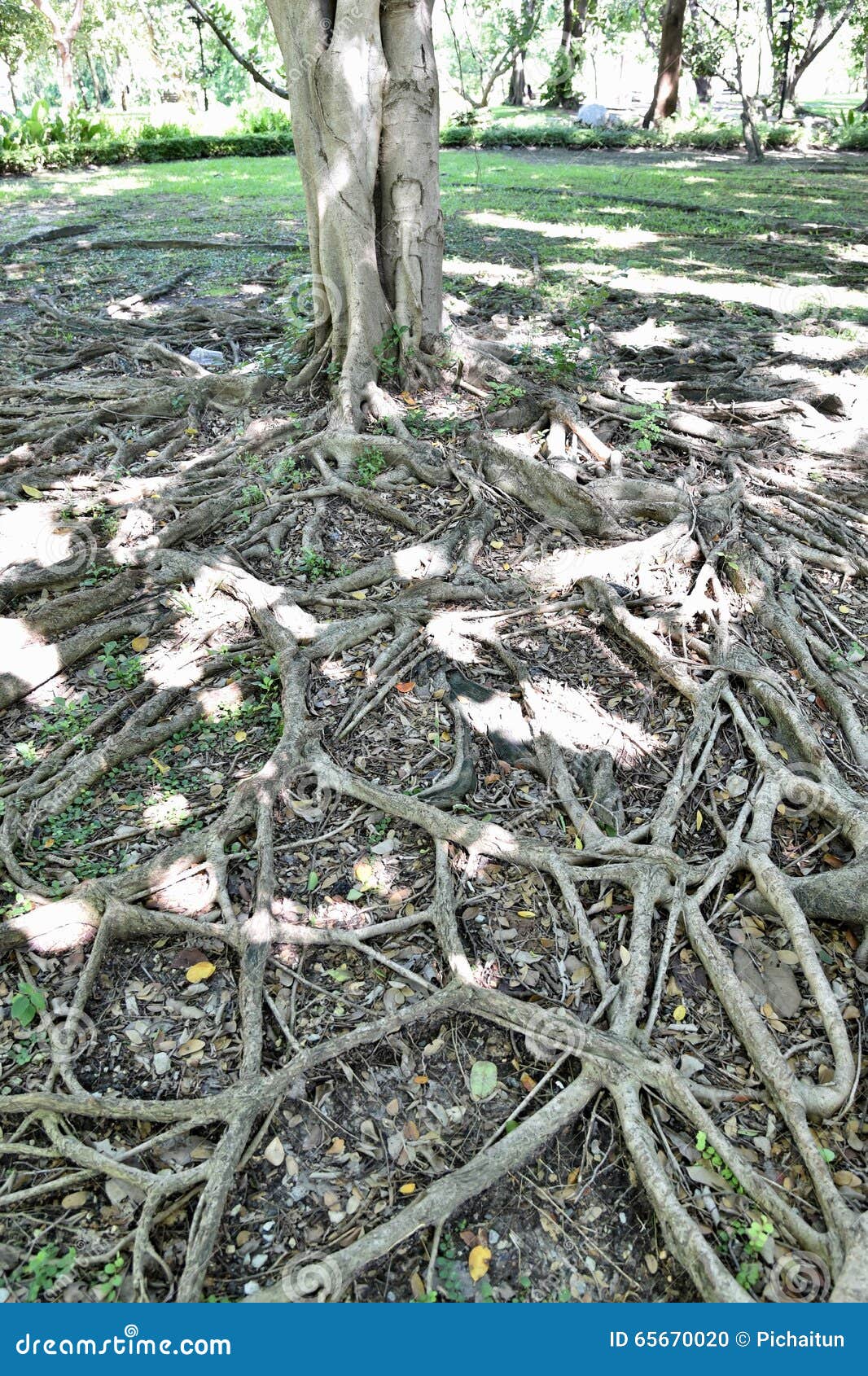 Root network stock photo. Image of nature, network, artwork - 65670020