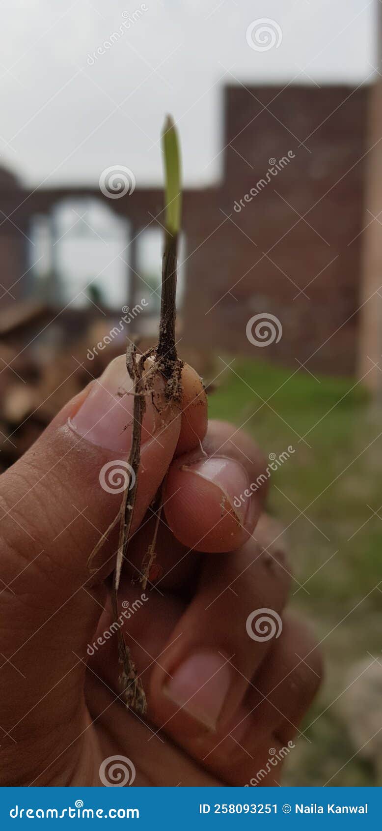 The Root of the Newly Grown Grass Stock Image - Image of finger, nature ...