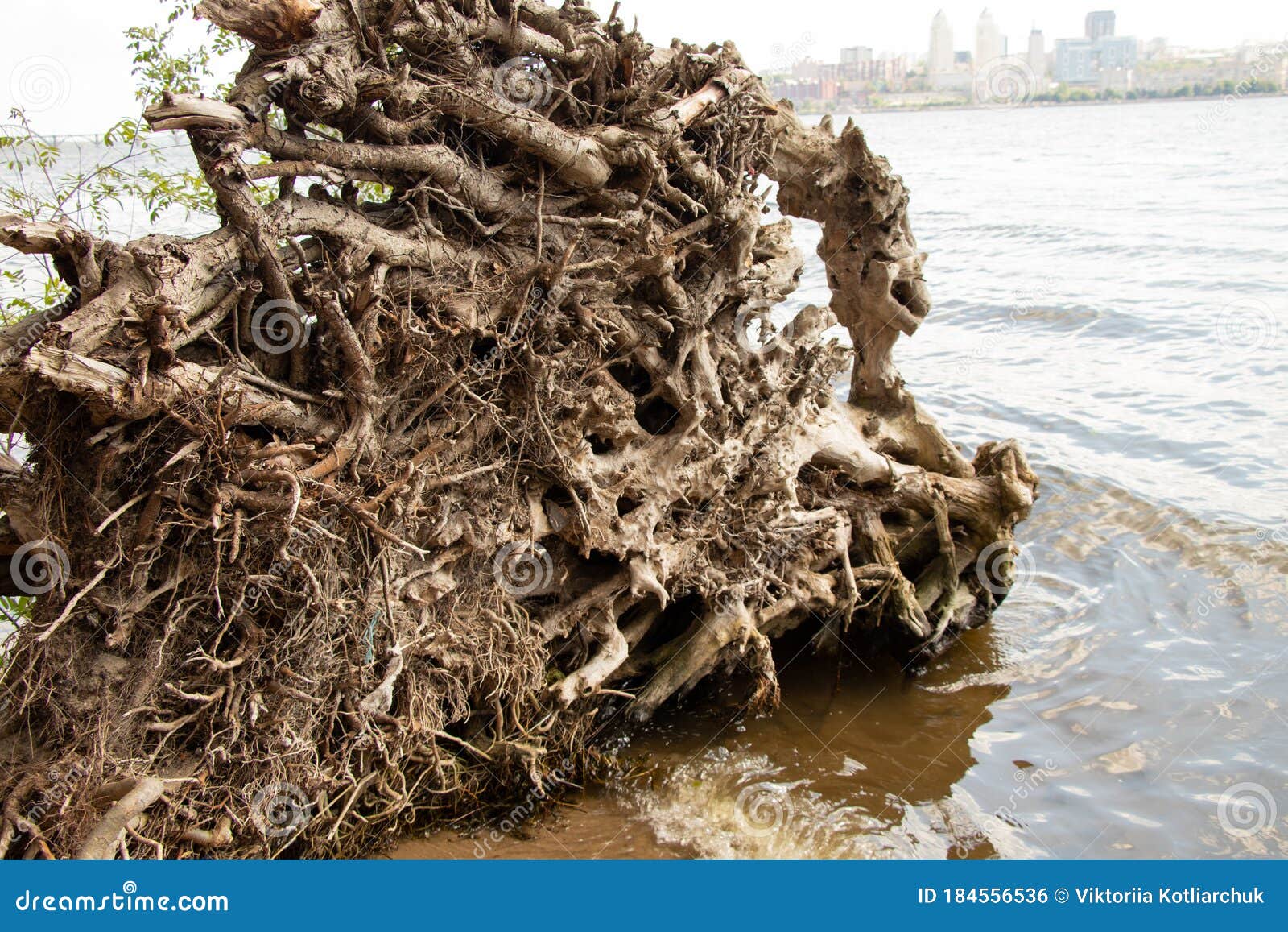 Root of an Old Dry Tree Fallen Closeup on the Street Stock Photo ...